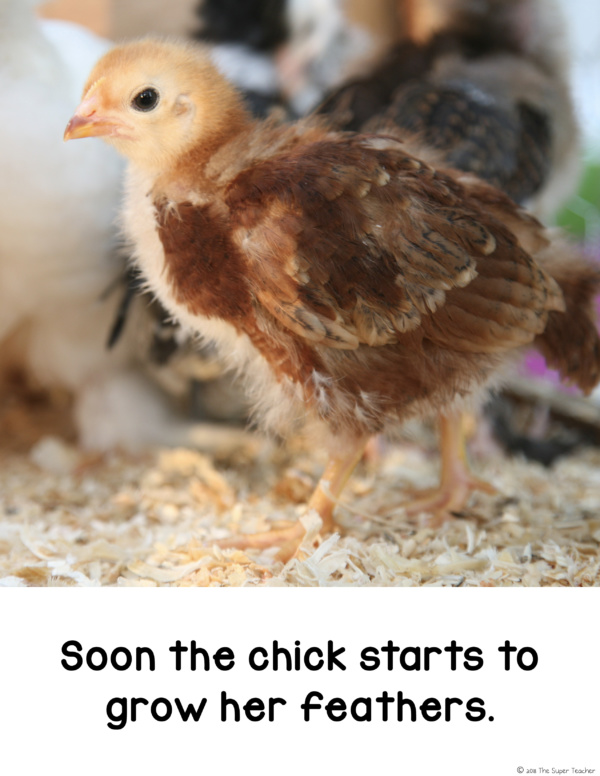 Chicken Life Cycle – The Super Teacher